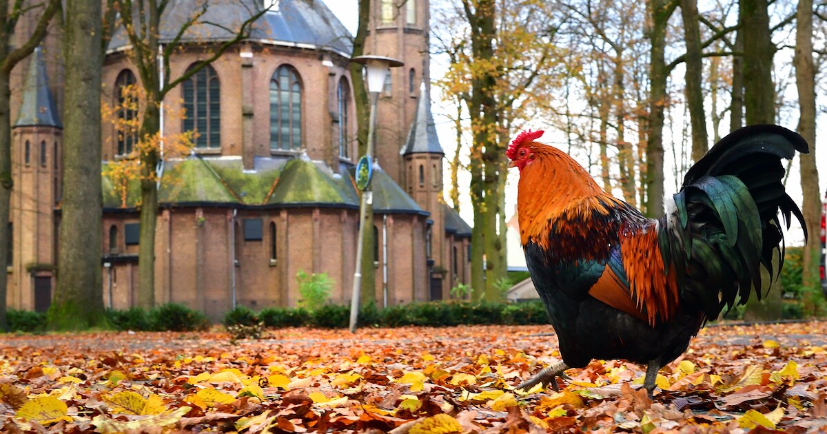 De hanen rusten in vrede, de buren kunnen weer slapen: het park in Sint ...