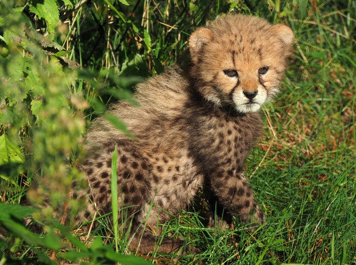 Jonge cheeta wordt geadopteerd in Beekse Bergen en blijft als enige ...