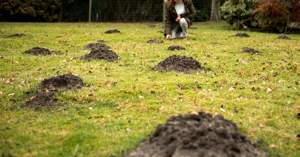 Hoe kom je van die mollen af? | Etten-Leur | BN DeStem.nl