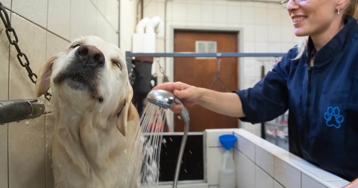 Harige honden hebben het heet | Regio | BN DeStem.nl