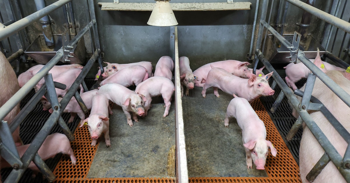 Boer kan 700 extra varkens wel vergeten aan rand van toeristisch gebied ...