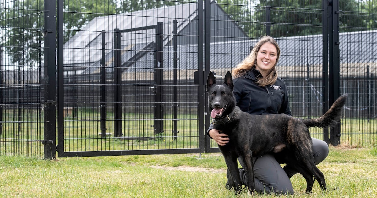 Vanuit heel Nederland komen ze naar resort van Britt (24): ‘De honden ...