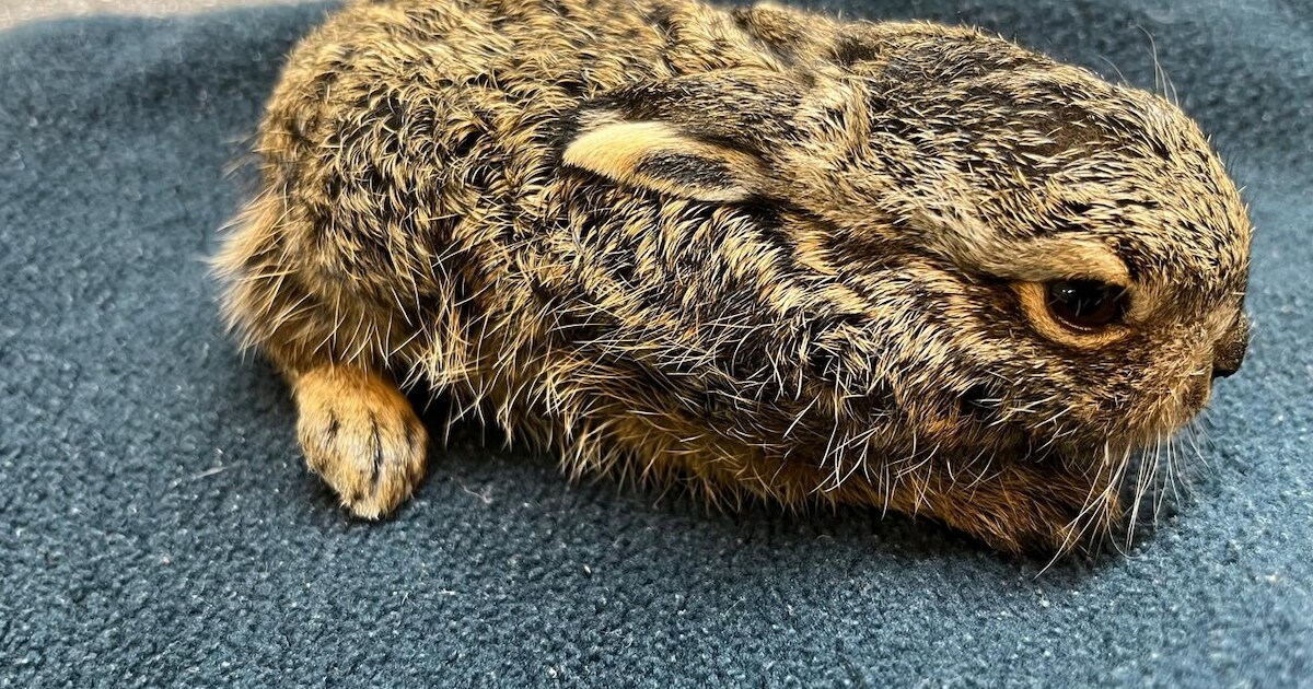 Mini-haas was thuisgebracht door een kat | Boswachters Blog | BN DeStem.nl