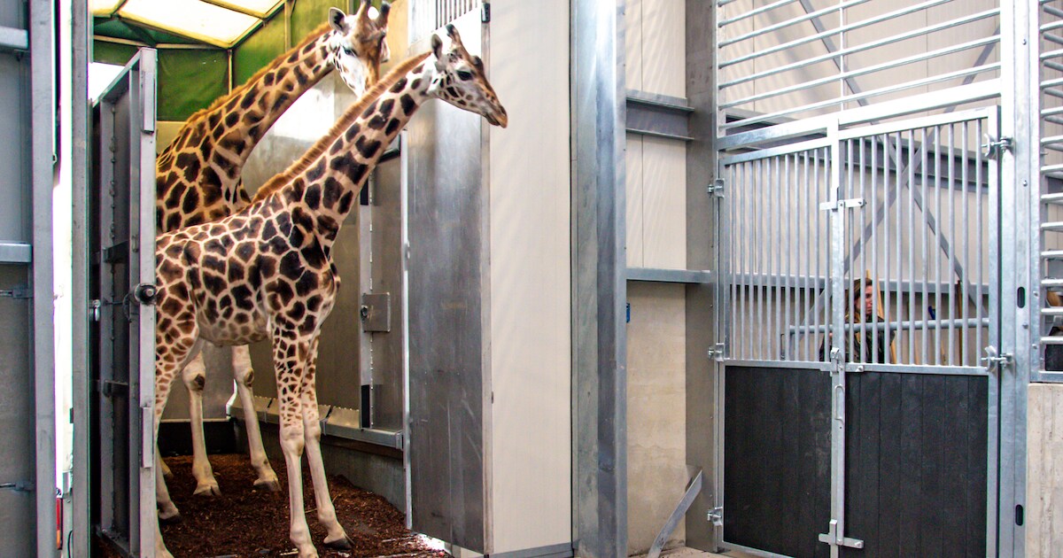 Verhuizing van giraffen in de Beekse Bergen heeft heel wat voeten in ...