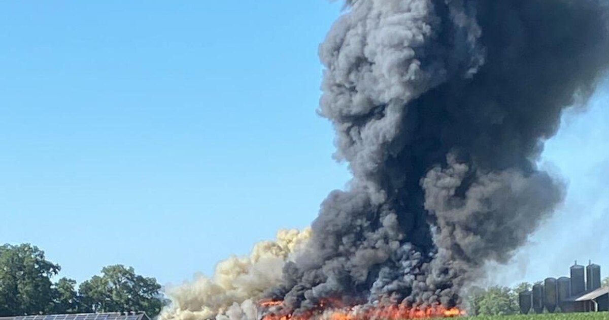 Grote schuurbrand in Rossum in Twente: tientallen kalveren dood ...