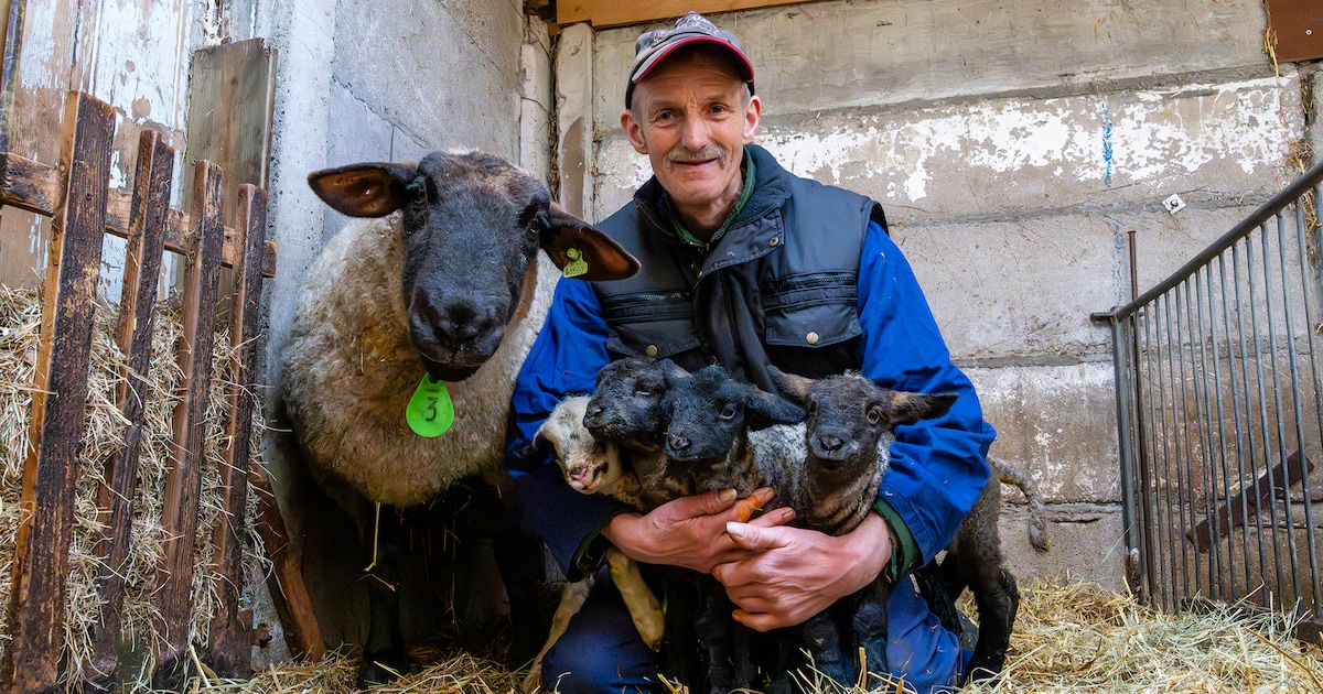 Jan (60) uit Schijf trotse ‘vader’ van vierling: ‘Mijn schapen zijn ...