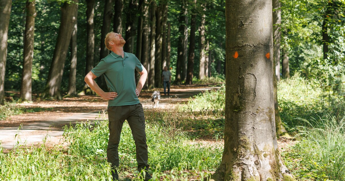 Dit is waarom er zoveel stippen op bomen in het Mastbos staan | Breda ...