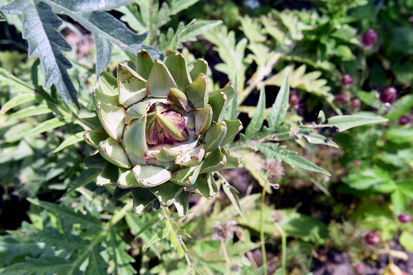 Dolfje Begeer tovert Ulvenhoutse tuin om tot groene oase: ‘Er staat ...