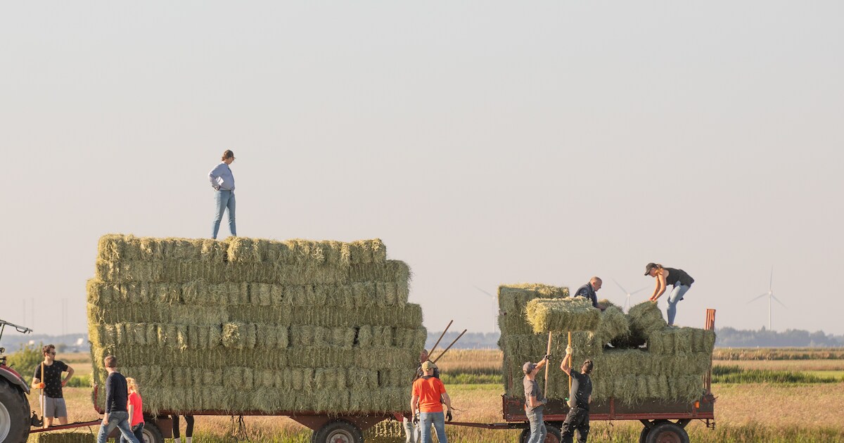 Hooien in de polder; zes lagen op de kar en wagen | Van de lezer | BN DeStem.nl