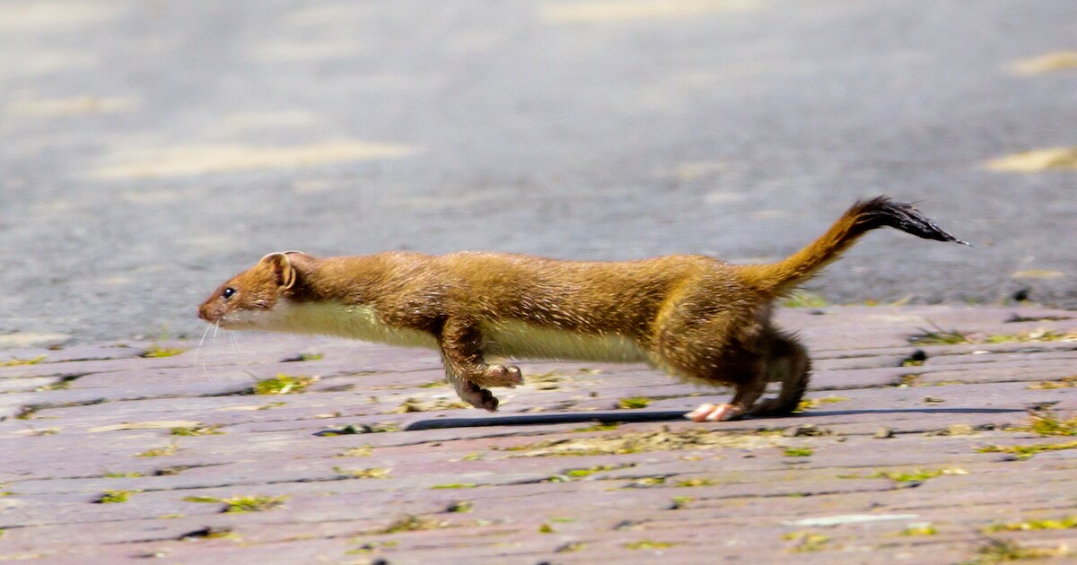 Het gaat niet best met de hermelijn | Boswachters Blog | bndestem.nl