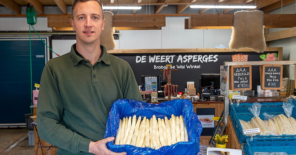 Steeds meer Brabantse boeren stoppen met aspergeteelt: 'Witte goud is ...