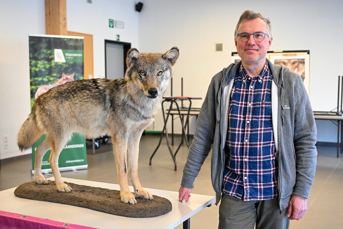 Vlak over de grens woont wolf Emma, dit kunnen wij leren van de Belgen ...