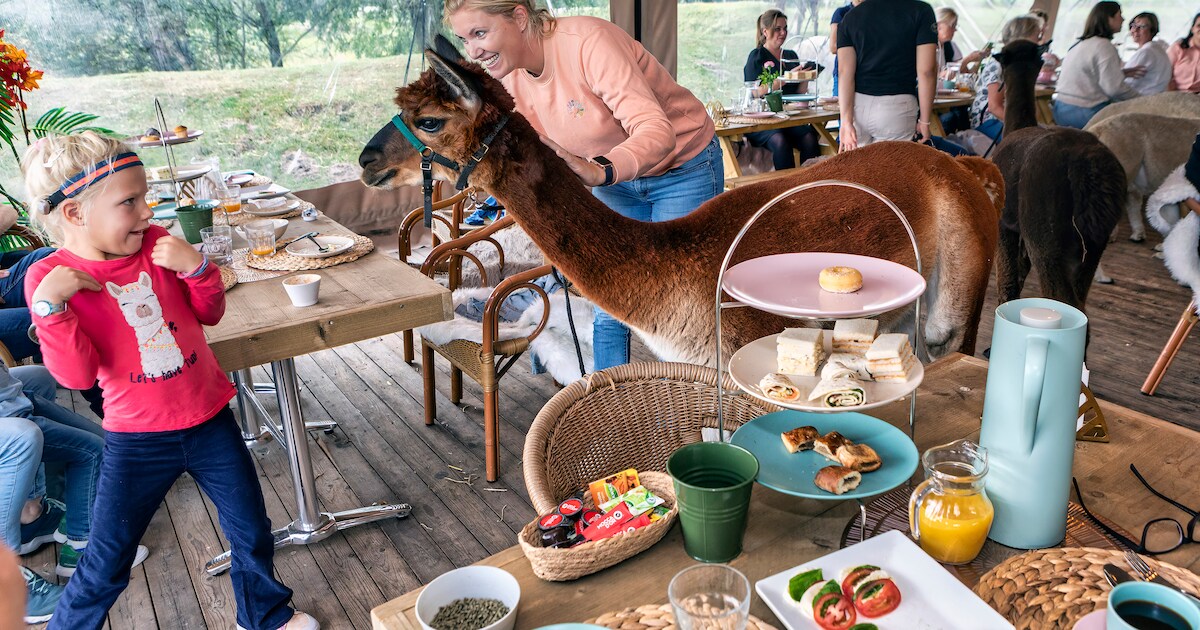 Rustig langs de high tea, het eten op de tafels doet de rustige alpaca ...