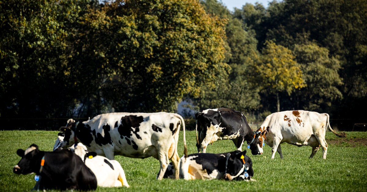 Someren schrapt mogelijkheid voor boeren tot uitbreiding om provincie van dienst te zijn ...