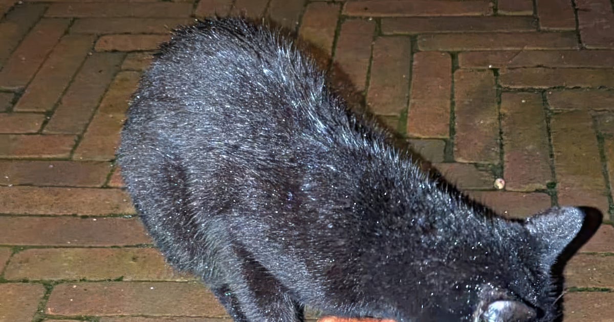 Kat Louis (1,5) bleek groot fan van rookworsten, maar heeft het ...