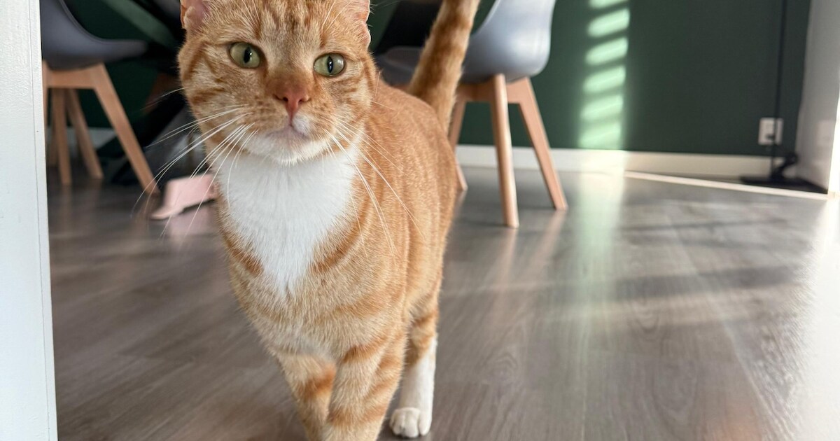 Heb jij Philip of Nala gezien? Deze twee huisdieren worden in Waalwijk ...