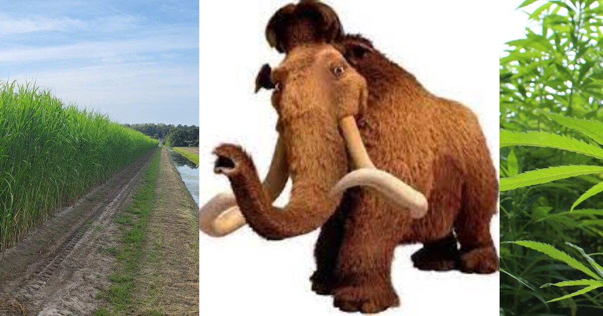 Nog geen mammoet(gras) gespot in Woensdrecht, hennep helaas wel ...