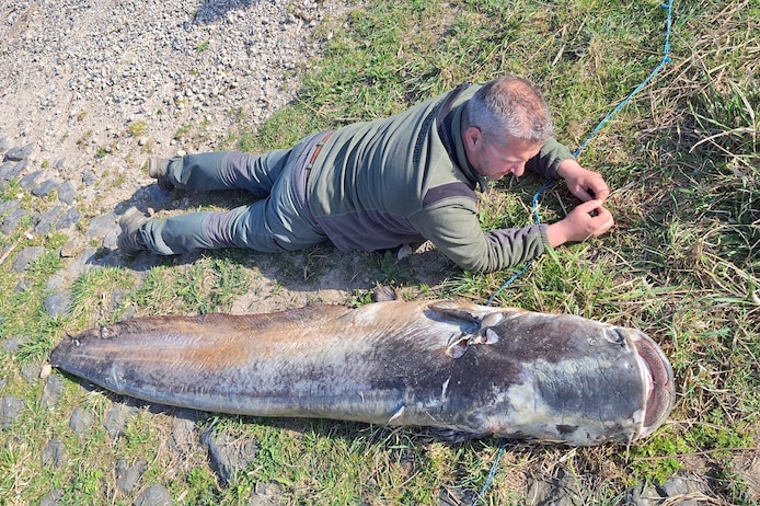 Boswachters zagen nog niet eerder zo’n monster van een meerval: ‘2,40 ...