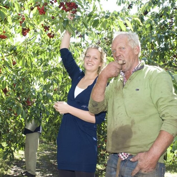 Zelf kersen plukken in boomgaard van Franken aan de Balsedreef | Bergen ...