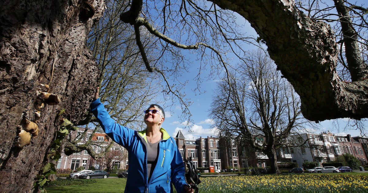 Lisette wil ritueel afscheid van doodzieke kastanjes op Baronielaan ...