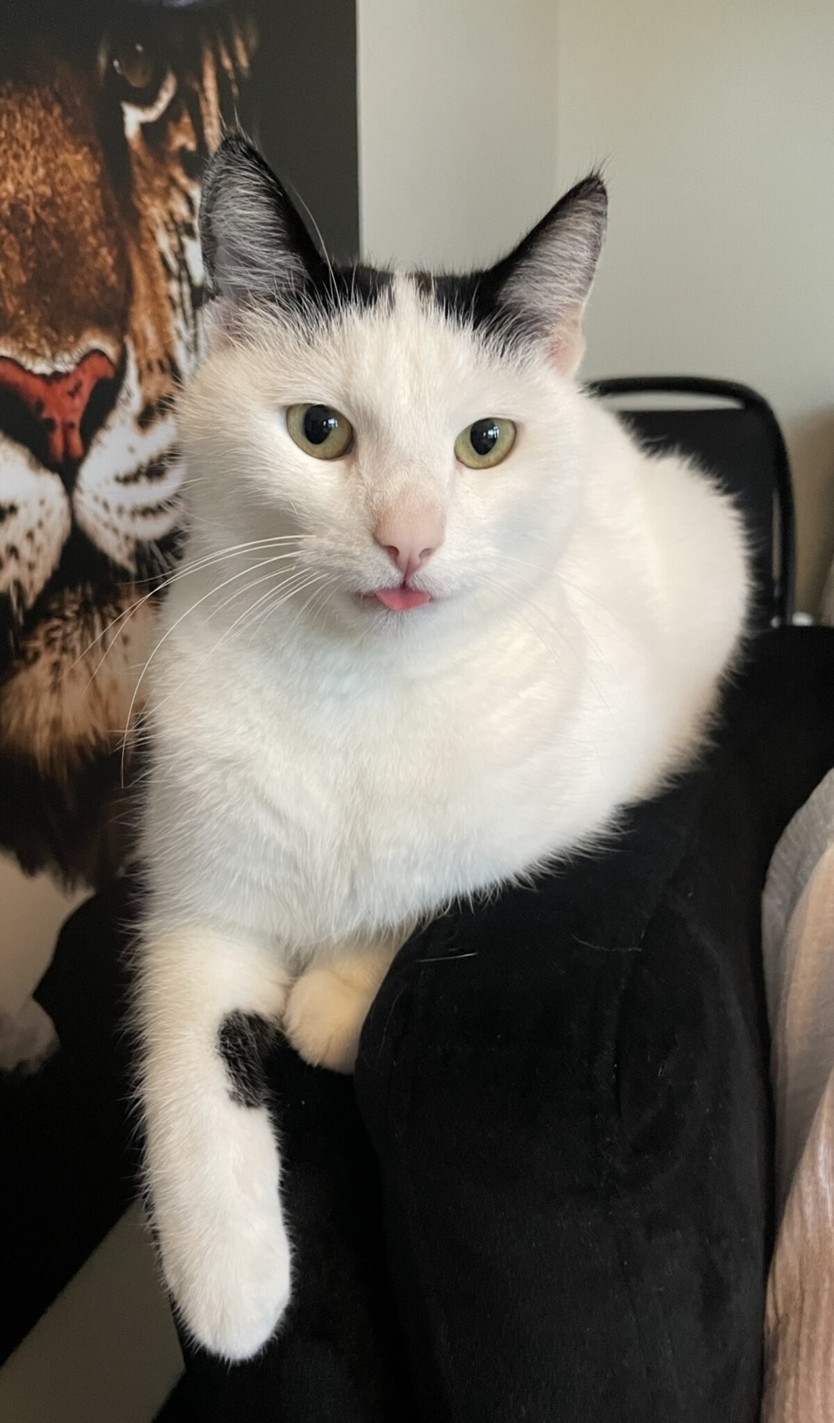 Heb jij Rini gezien? Dit huisdier wordt in Rucphen vermist | Rucphen ...