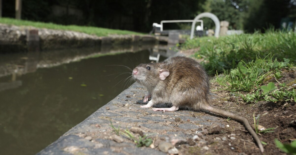 Zo kun je muizen en ratten uit je huis weren | Brabant | BN DeStem.nl