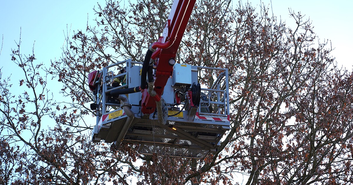 Kat vast in hoge boom in Rijen: eigenares helpt brandweer bij ...