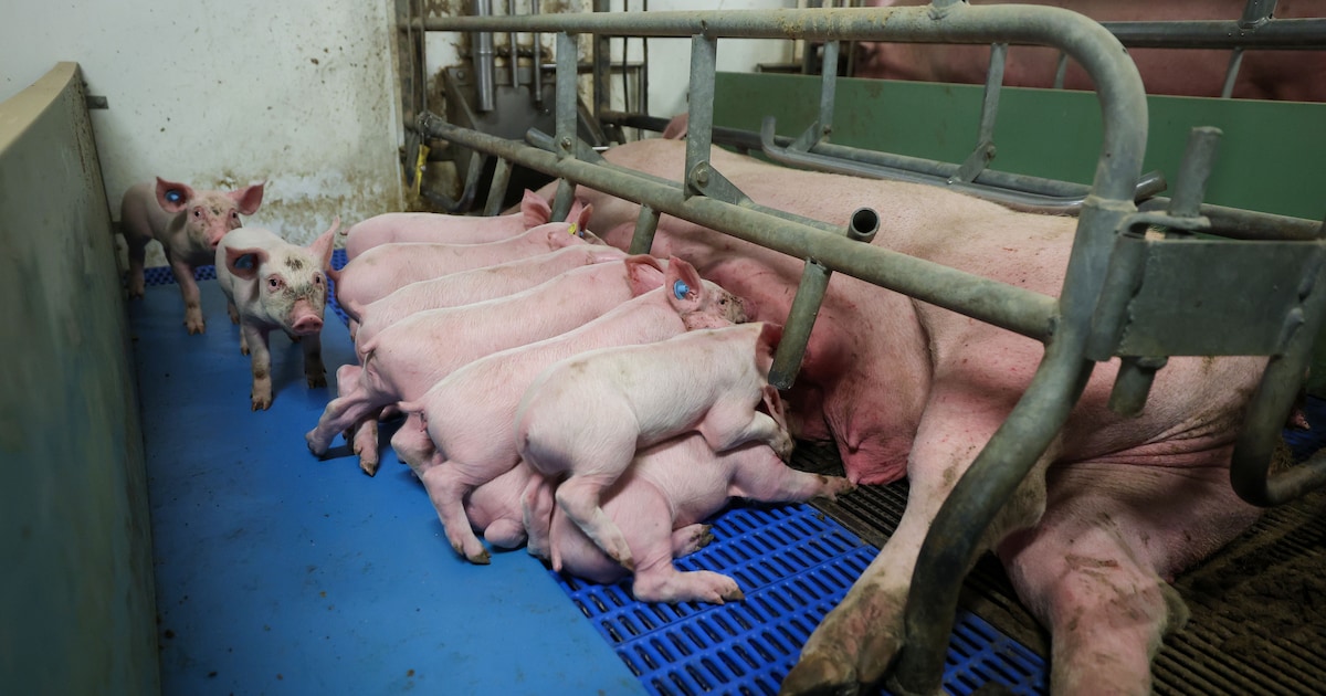 Deze Brabantse varkenshouder wil een nóg grotere megastal | Baarle ...