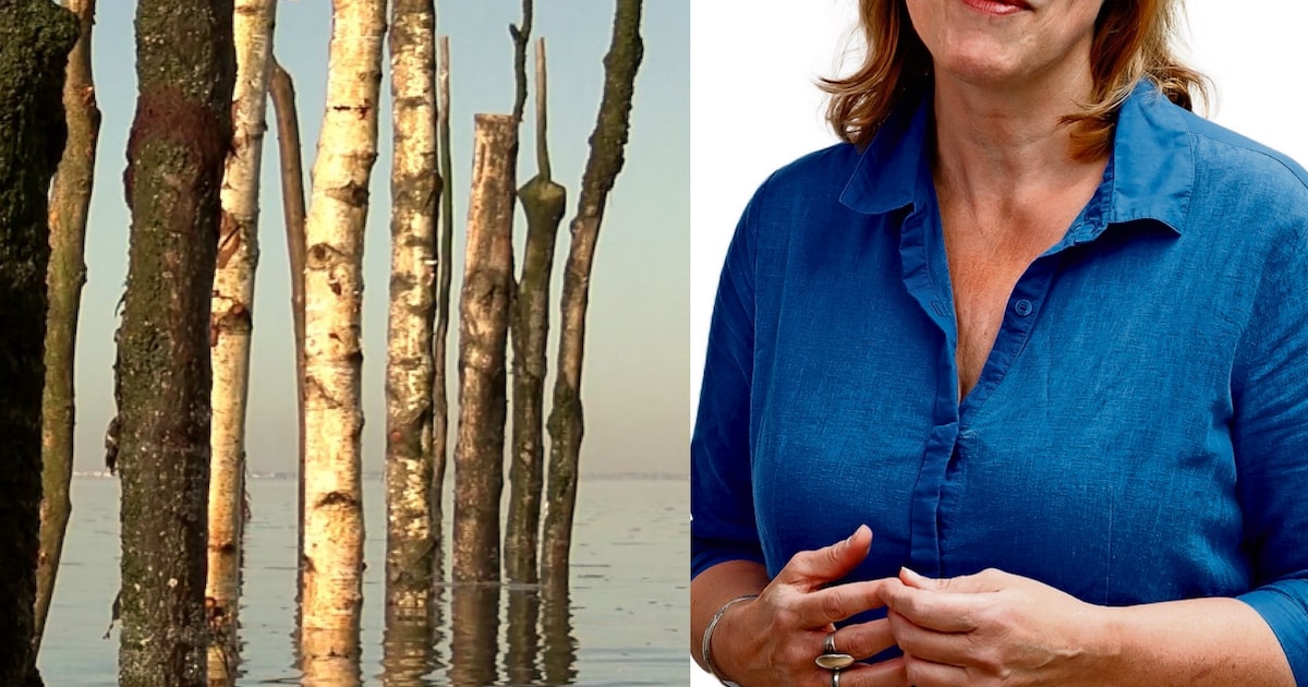 Bergse ansjovis: de smaak van onvoorspelbaarheid | Columns | BN DeStem.nl