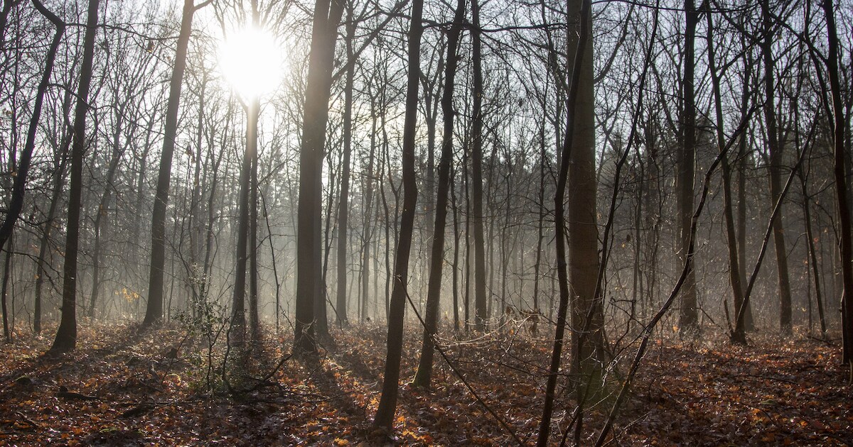 Staatsbosbeheer start boswerkzaamheden Mastbos in Breda | Breda | BN ...