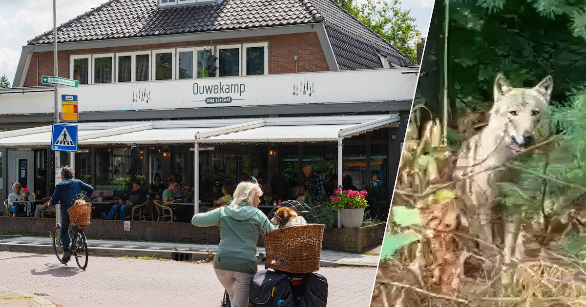 Met probleemwolf Bram in de buurt vragen inwoners van bosdorp zich af ...