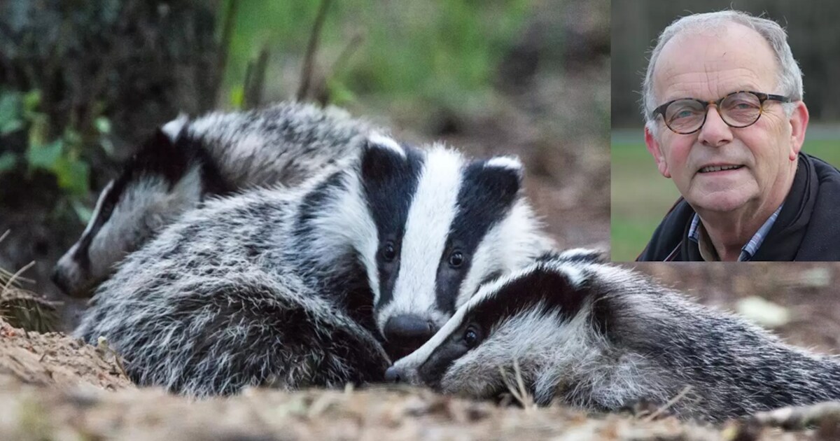 Recordaantal dassen in Loonse en Drunense duinen: liefhebber Bert is ...
