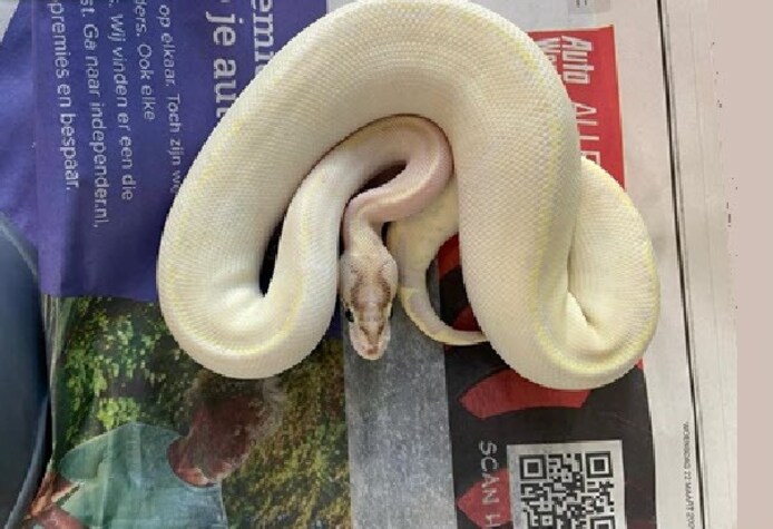 ‘Baasje’ van in kringloopwinkel aangetroffen koningspython meldt zich ...