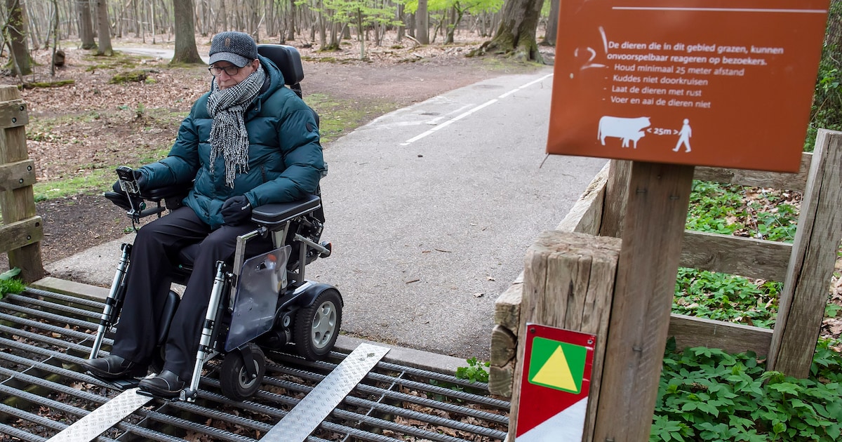 Wildroosters Surae bij Beum verdwijnen zegt SBB, Zonnebloem gelukkig ...