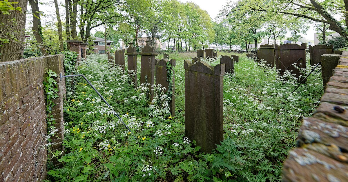 Joods kerkhof in Schijndel slecht onderhouden: ‘Hoe onze begraafplaats ...