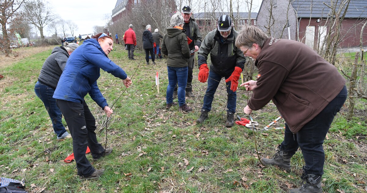 Heggenvlechten in Raamsdonksveer: breken, knakken en samenbinden om er ...