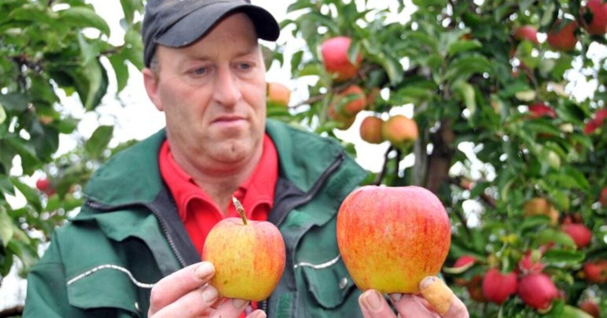 Jonagolds groeien dit jaar als kool | Oosterhout | bndestem.nl