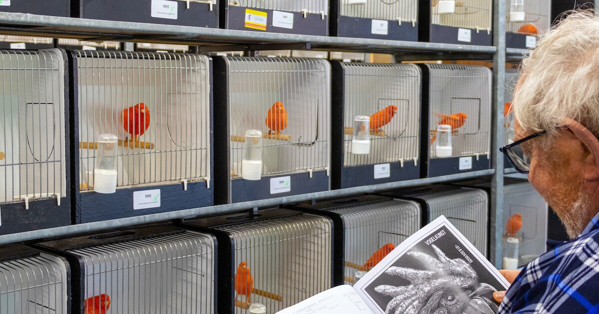 Honderden vrolijke fluiters bij vogelexpo in Hoogerheide, maar hoe lang ...