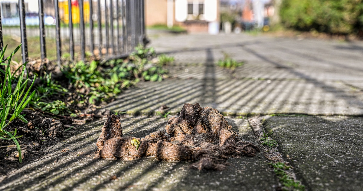 Het ‘poepstraatje’ van Steenbergen ligt vol drollen: ‘Echt schandalig ...