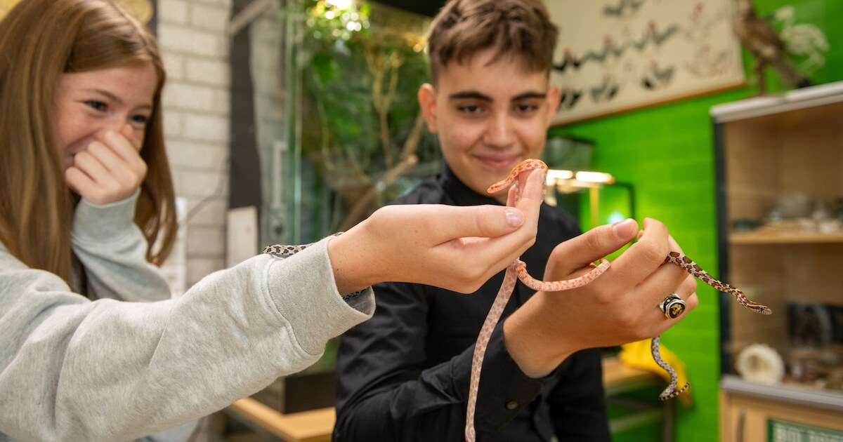 Babyboom van slangen in Beatrixcollege: ‘Zorgen dat biologieles zo leuk ...