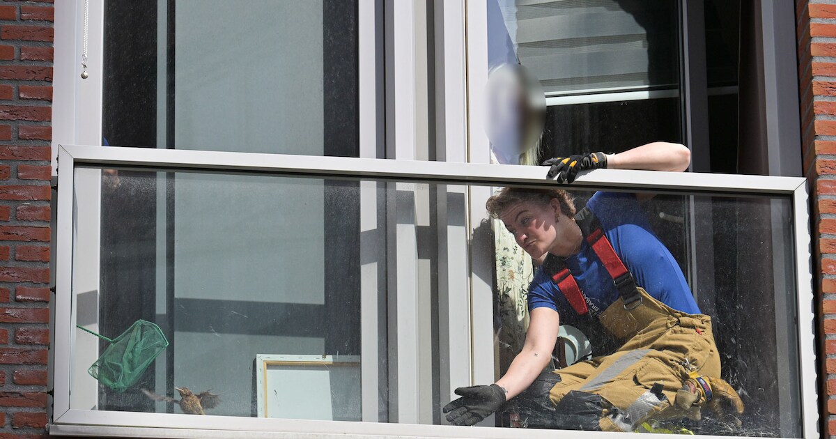 Vogeltje zit gevangen tussen ruiten, brandweer schiet te hulp | 112 ...