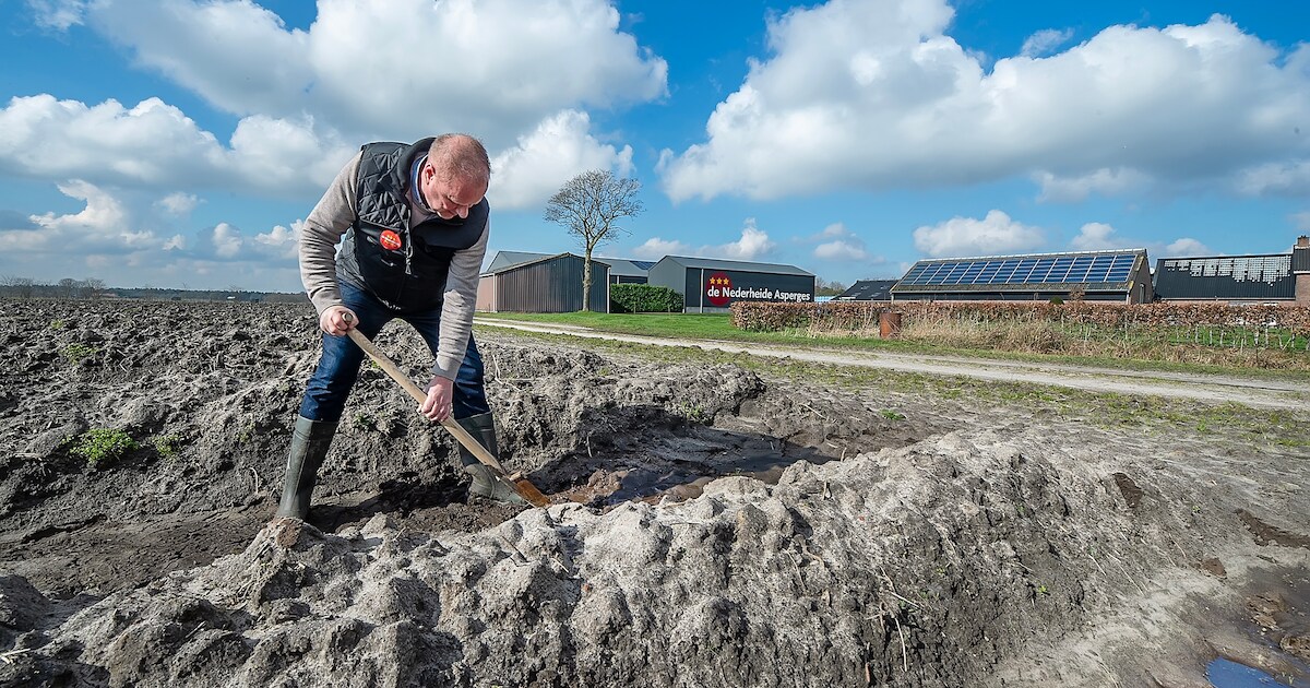Hoera, de eerste asperges zijn er! Maar nog lang niet overal: ‘Het is ...