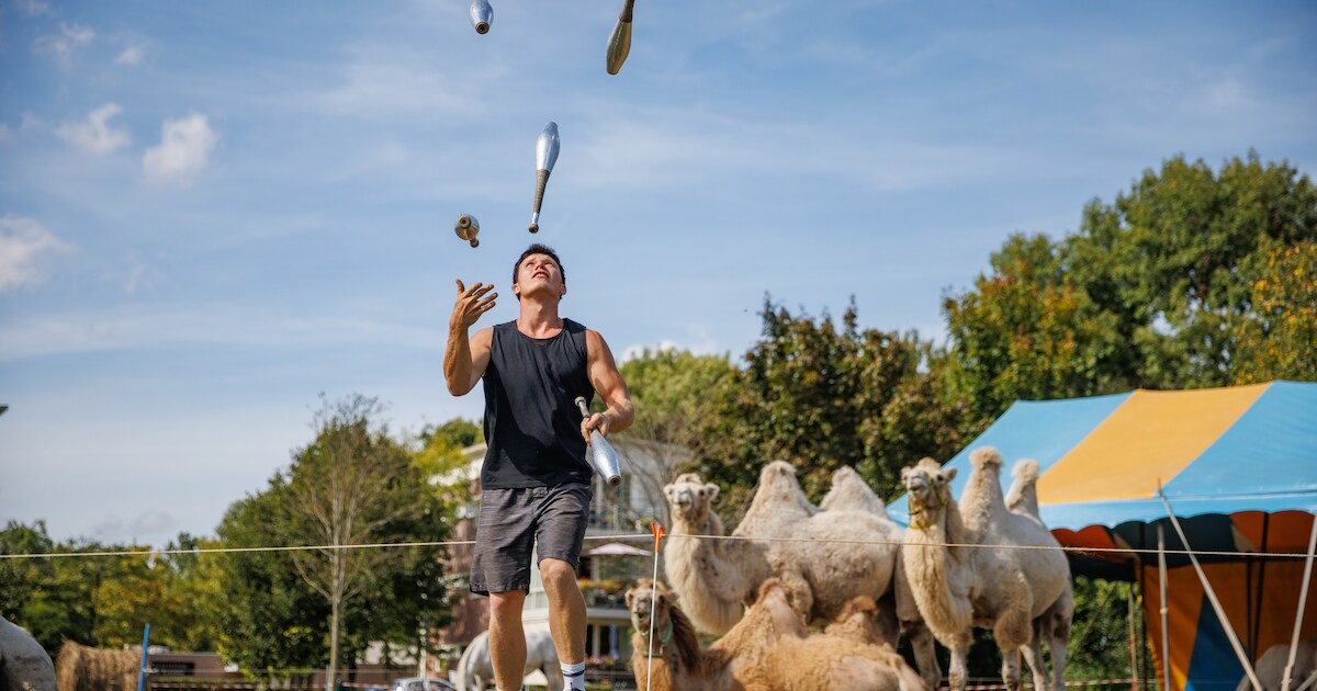Hooggeëerd publiek, Circus Renz is in Zevenbergen: ‘Kijk, de trapeze ...