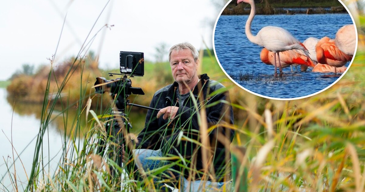 Je hoeft niet naar een dierentuin om flamingo's te spotten, hier in ...