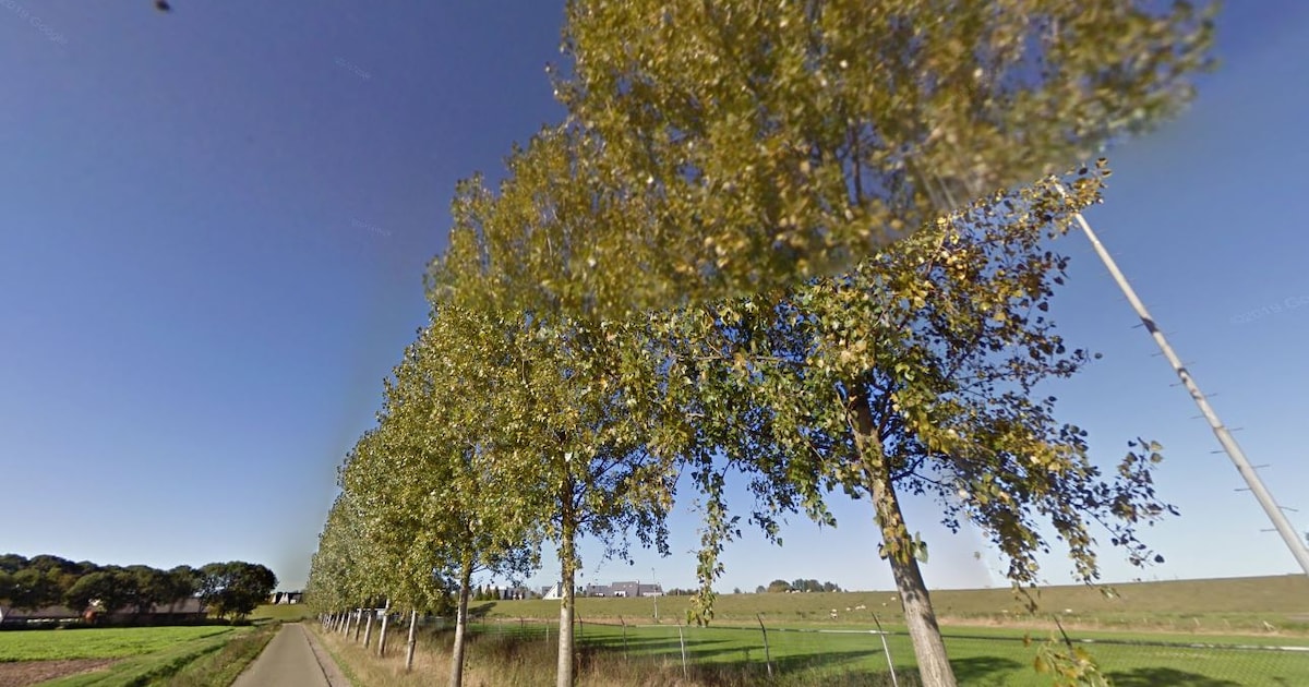 Populieren in Lage Zwaluwe gekapt: risico op omwaaien bomen is te groot ...