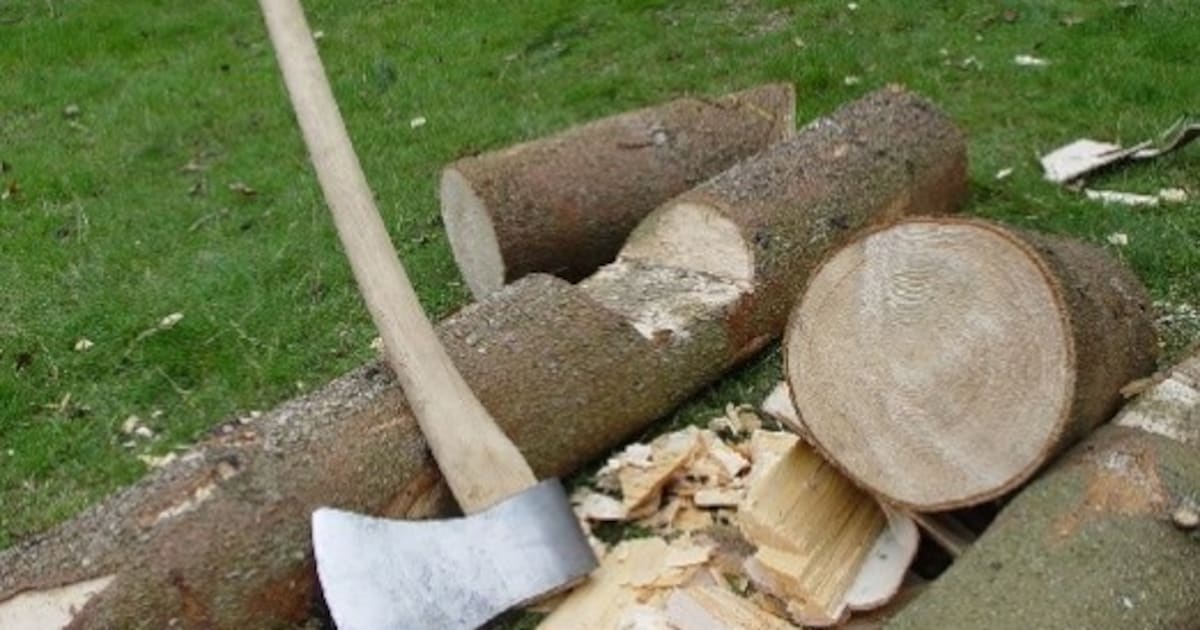 Beschermde bomen gekapt door fout gemeente Etten-Leur | Etten-Leur ...