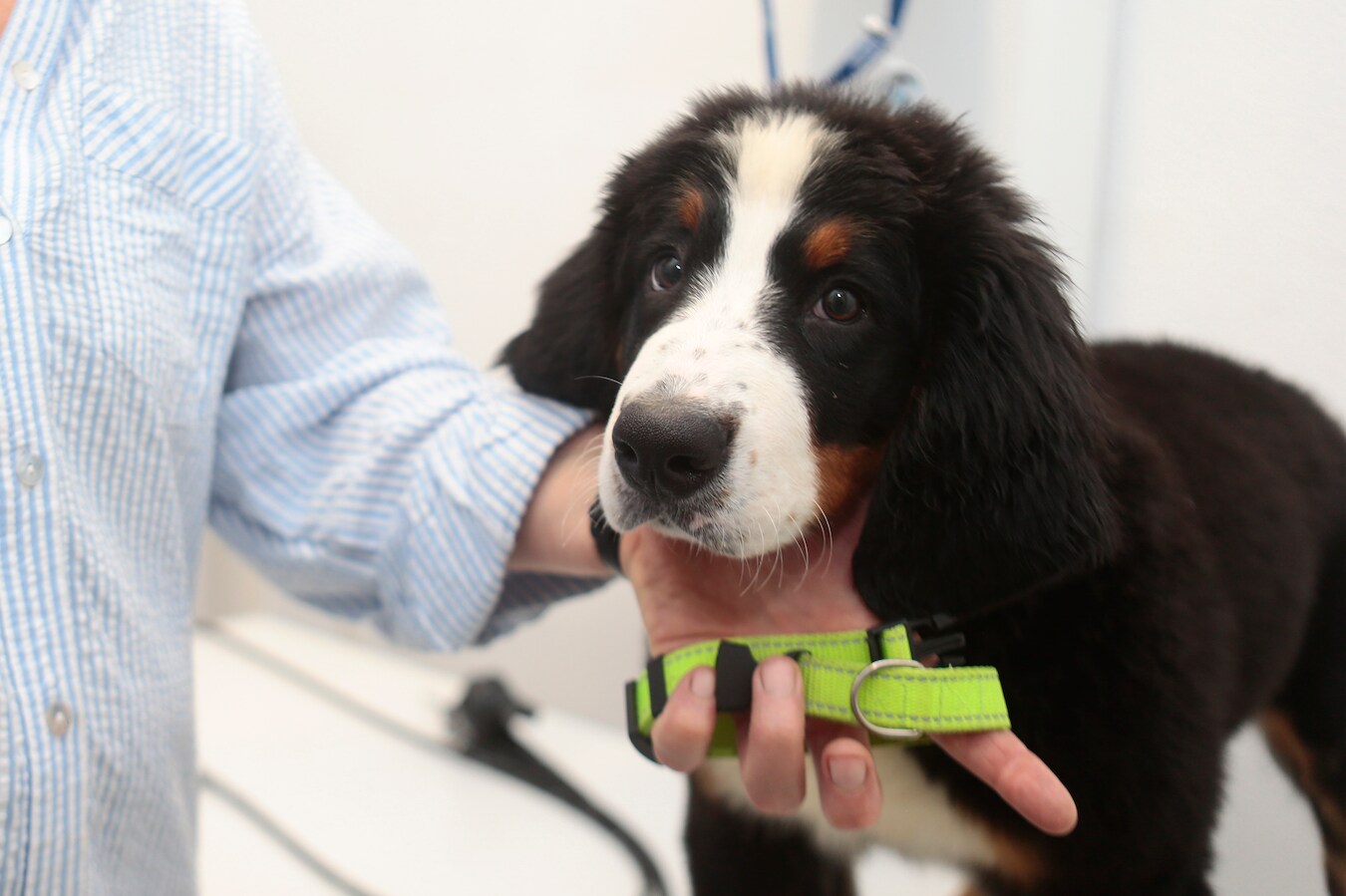 Dierenarts kijkt vreemd op wanneer fokster met 17 puppy’s langskomt ...