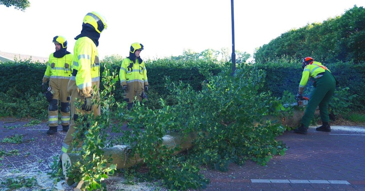 Harde wind raast over Brabant: omgevallen bomen en een zandstorm op ...