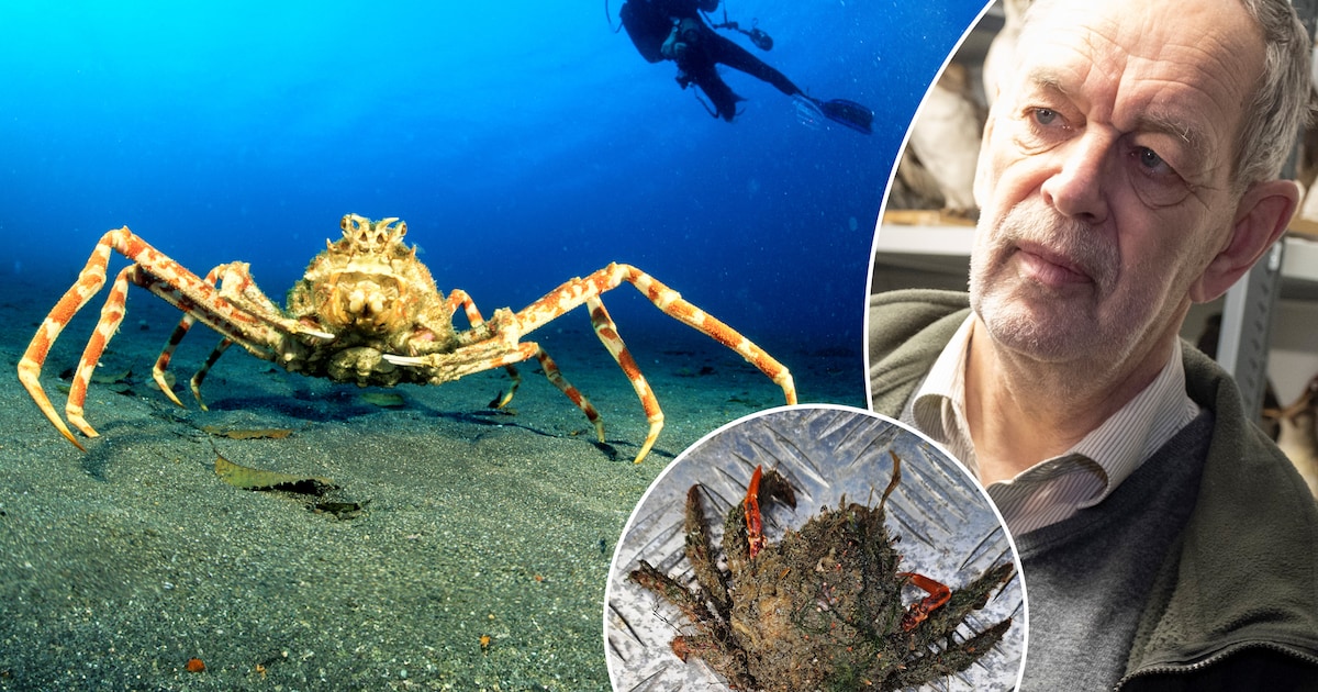 De grote spinkrab met schaarpoten van 20 centimeter rukt op in Zeeland ...