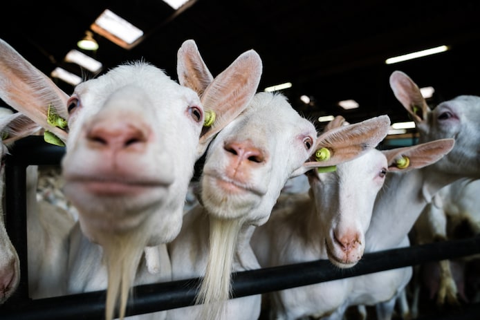 Oproep: monitoring zoönosen moet beter; en begin ermee in Brabant ...